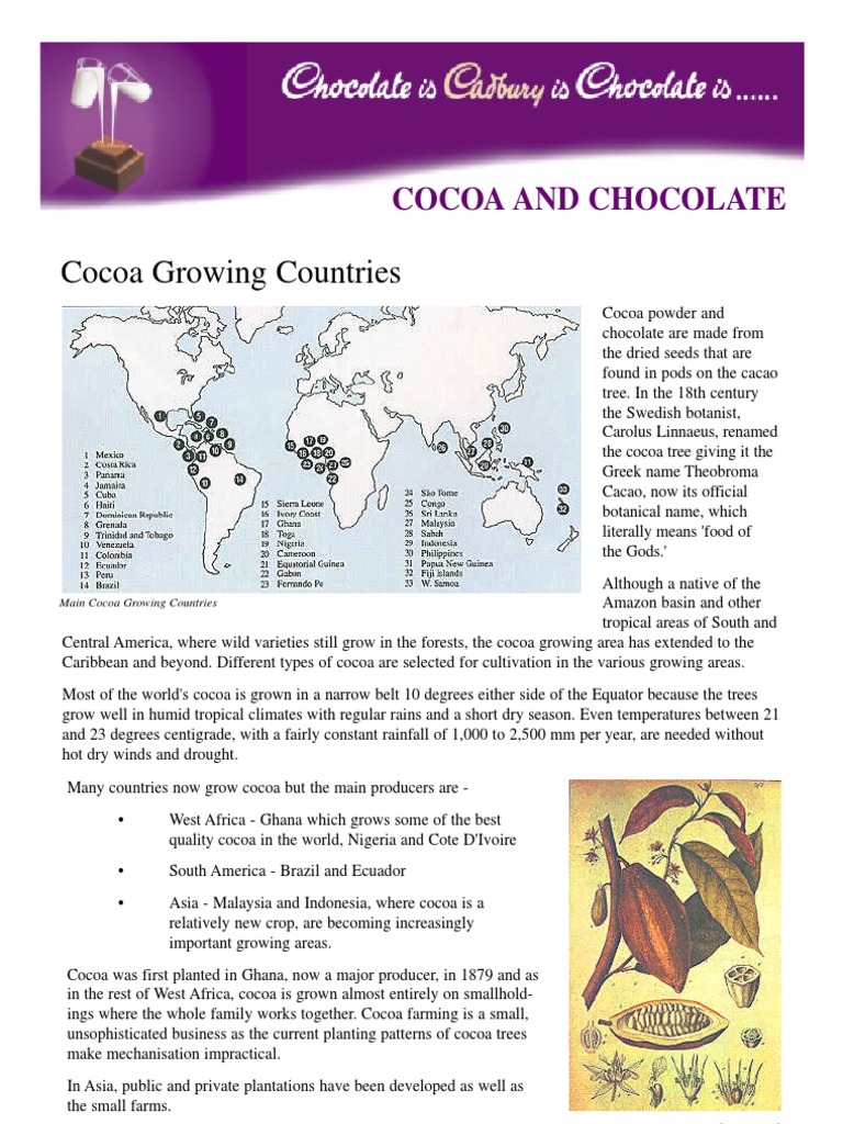 Exploring the Global Cocoa Supply Chain: A Comprehensive Look at Cocoa ...