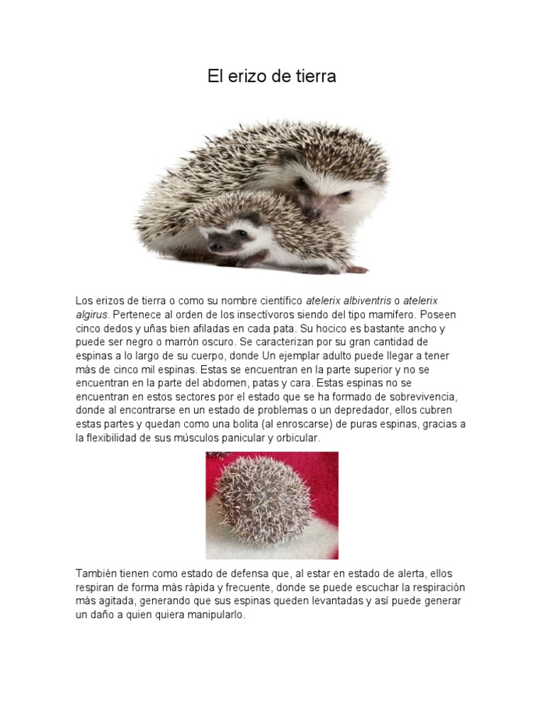 El Erizo | PDF | Alimentos | Dieta