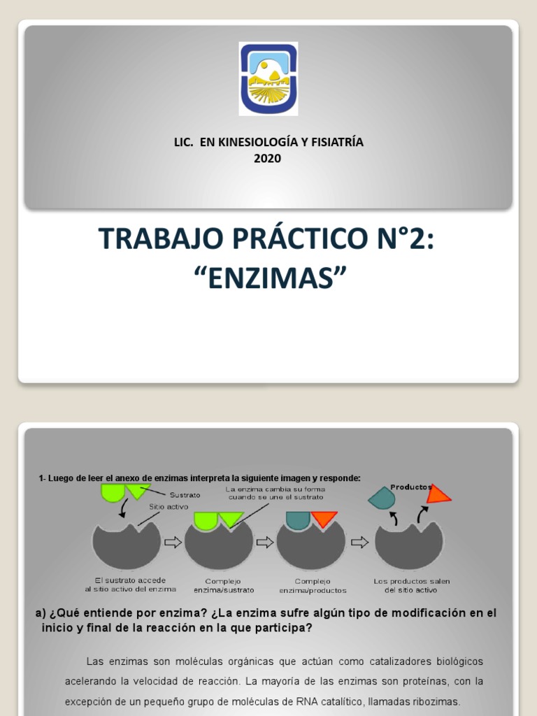 TPA #2 Enzimas | PDF | Enzima | Sitio activo