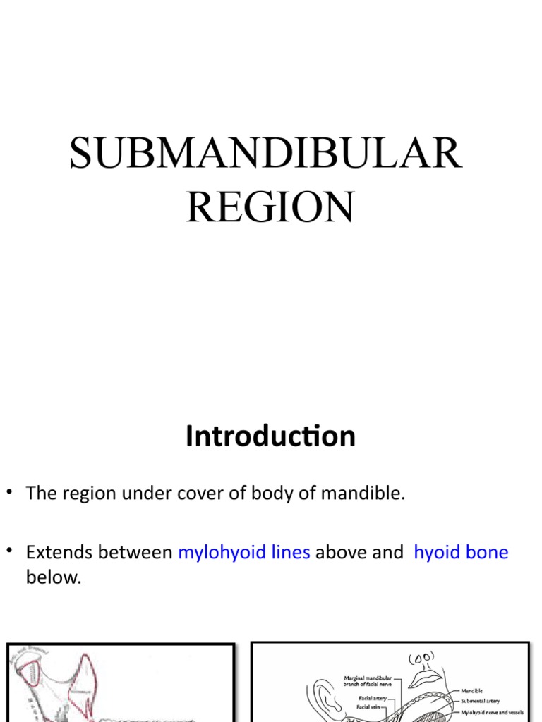 Anatomy of the Submandibular Region | PDF | Tongue | Animal Anatomy