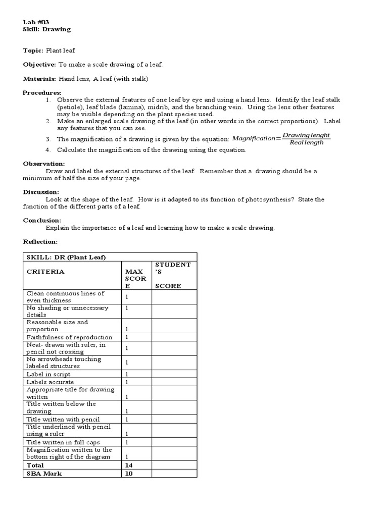 Lab 1 Drawing of A Leaf | PDF | Leaf | Drawing