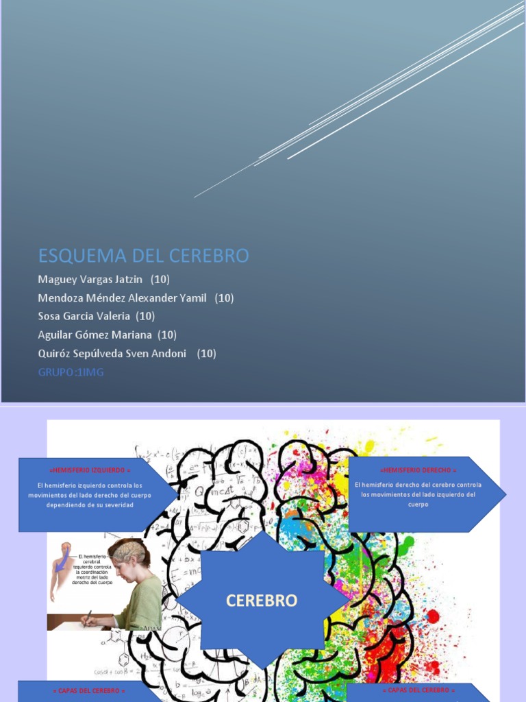 Esquema Del Cerebro Pdf Cerebro Hemisferio Cerebral