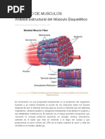 Estructura y función de la miosina | PDF | Biología Molecular ...