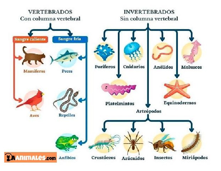 Clasificación de Los Animales. | PDF