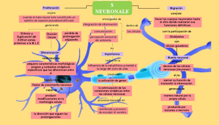 Mapa Conceptual - Mecanismos Neuronales | PDF | Neurona | Anatomía