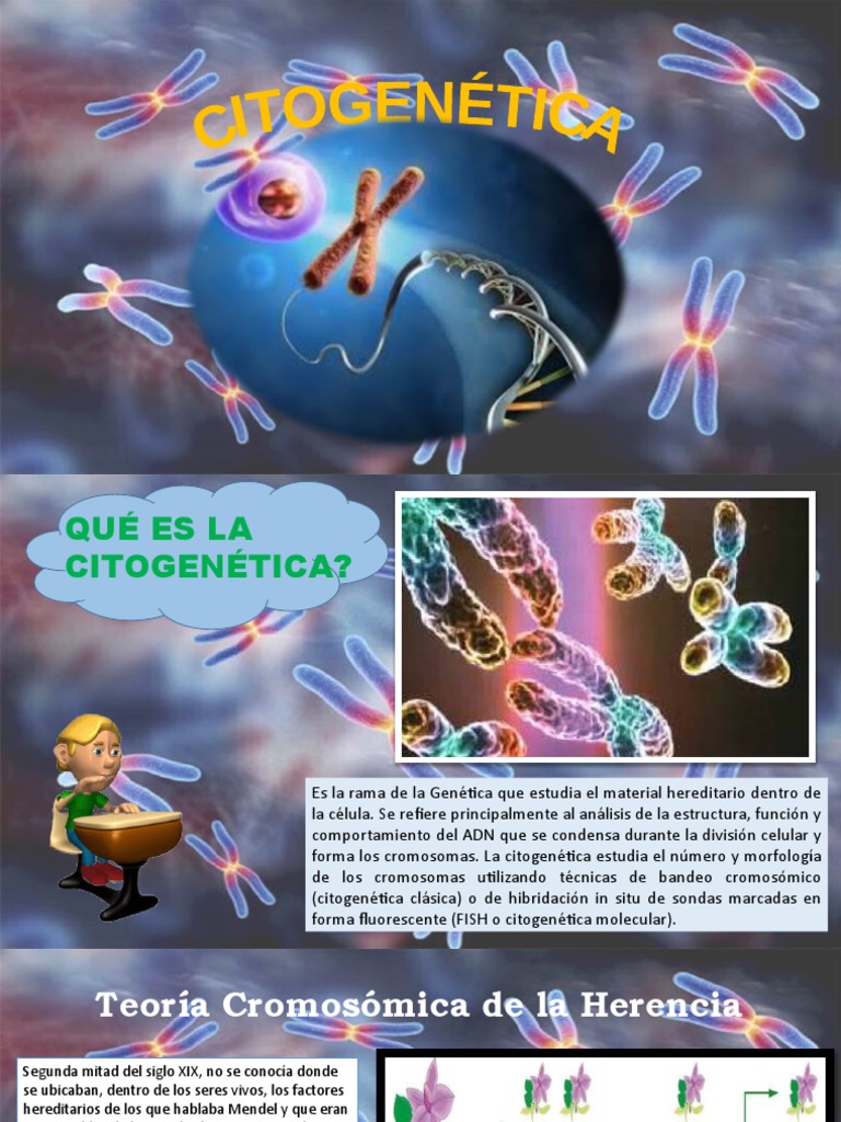 Teoría Cromosómica | PDF | Cromosoma | Mitosis