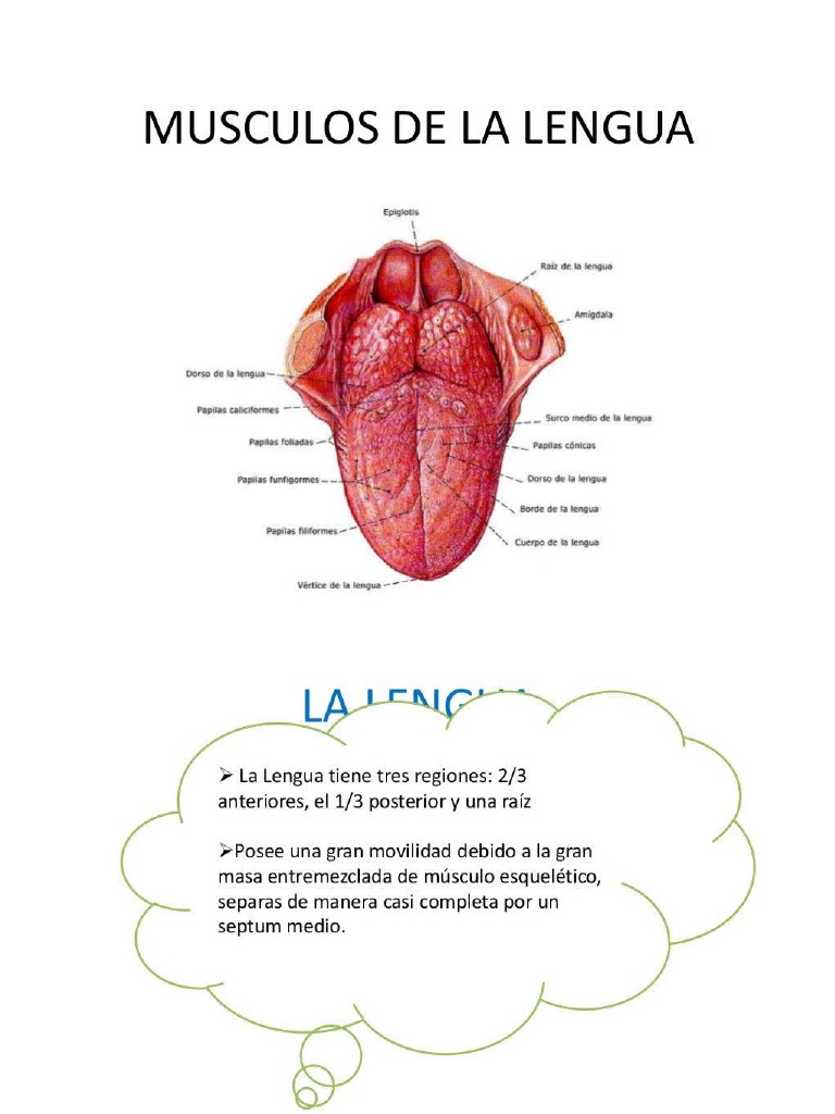 Musculos de La Lengua | PDF