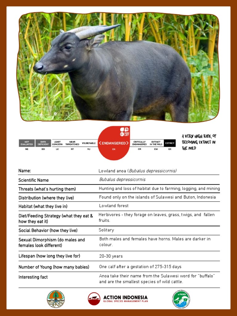 Anoa Fact Sheet - EnG | PDF