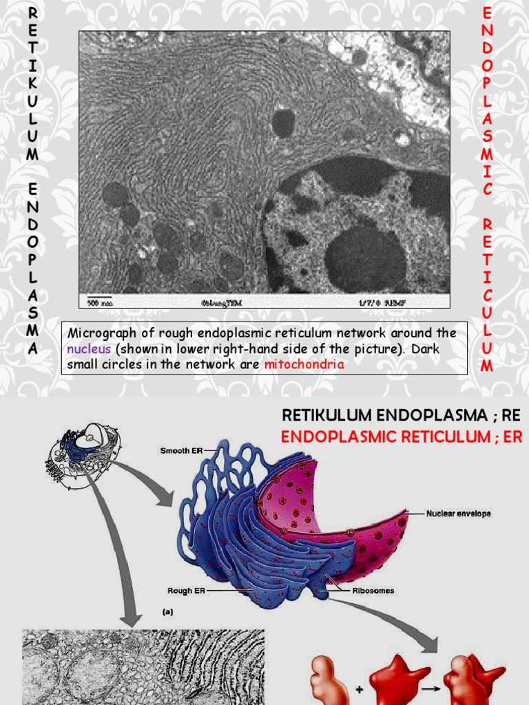 Micrograph of Rough Endoplasmic Reticulum Network Around The (Shown in ...