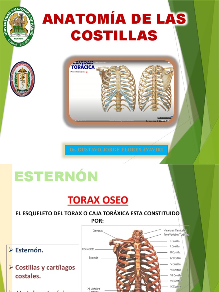 6-2 Anatomia de Las Costillas | PDF | Vértebra | Sistema musculoesquelético