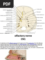 Anatomy of The Rat The Nervous System | PDF | Human Nose | Vertebral Column