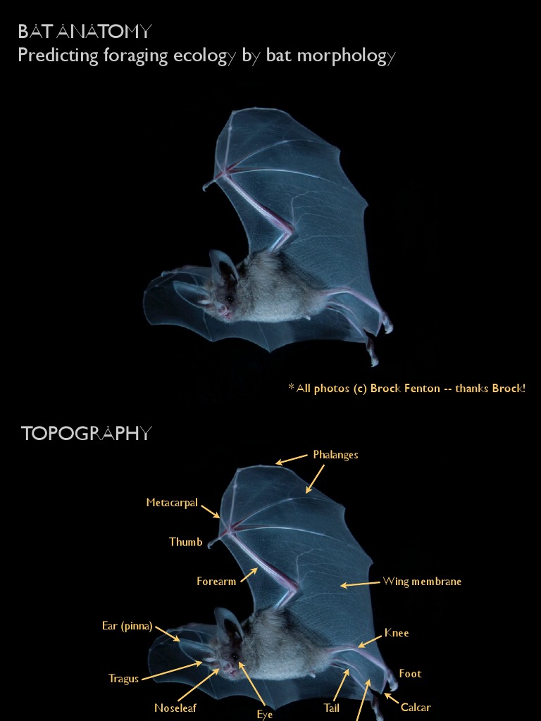 Bat Anatomy | PDF | Bat | Foraging