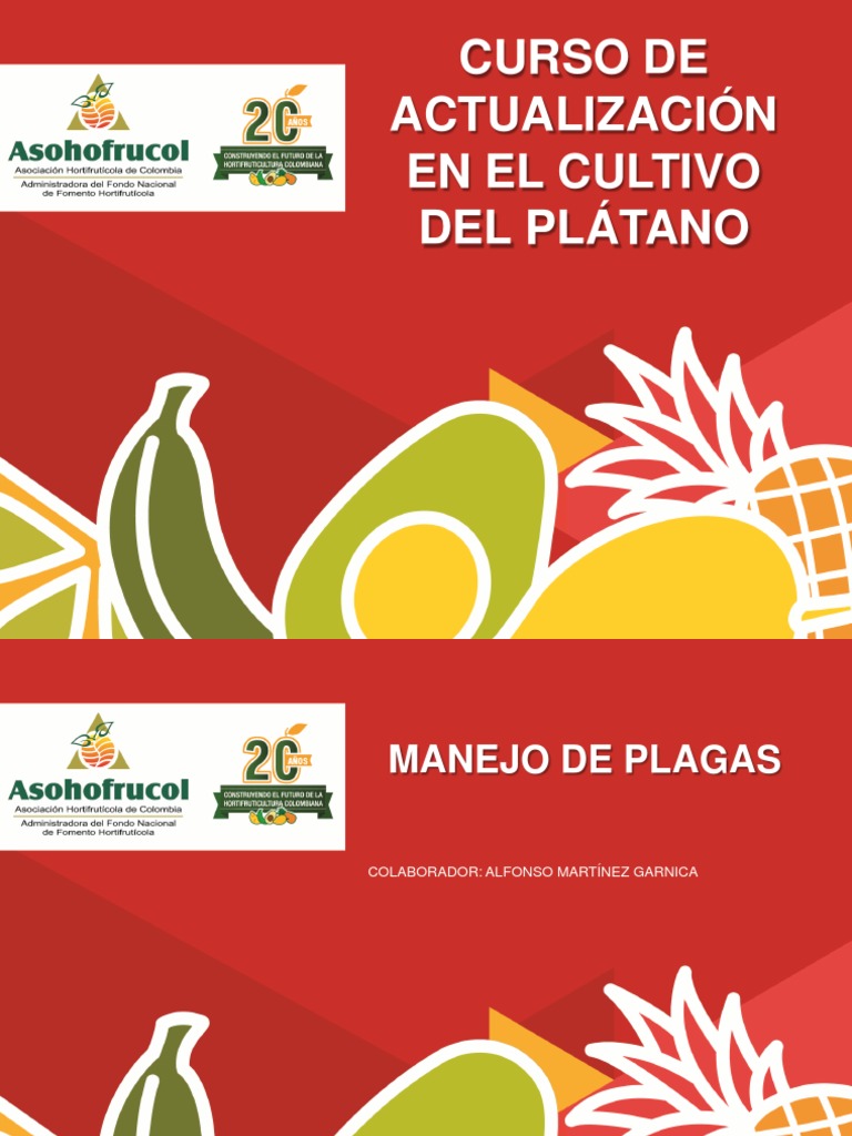 Manejo de Plagas en Cultivo de Plátano | PDF | Plaga (organismo) | Insectos