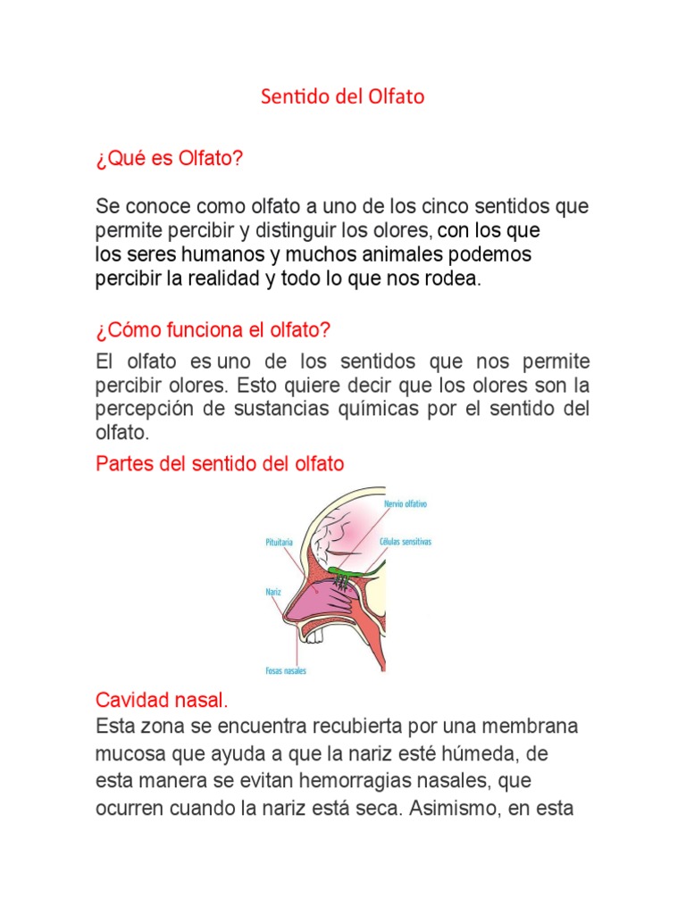 El Sentido del Olfato para Niños | PDF | Estudios de idiomas ...