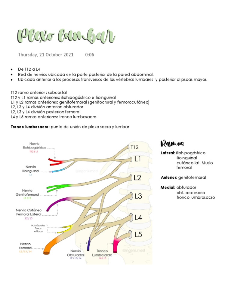 Plexo Lumbar | PDF | Tejido suave | Extremidades (anatomía)