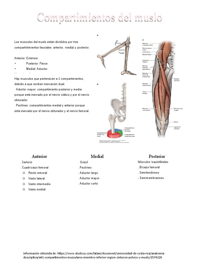 Compartimientos Del Muslo | PDF | Articulaciones | Sistema ...