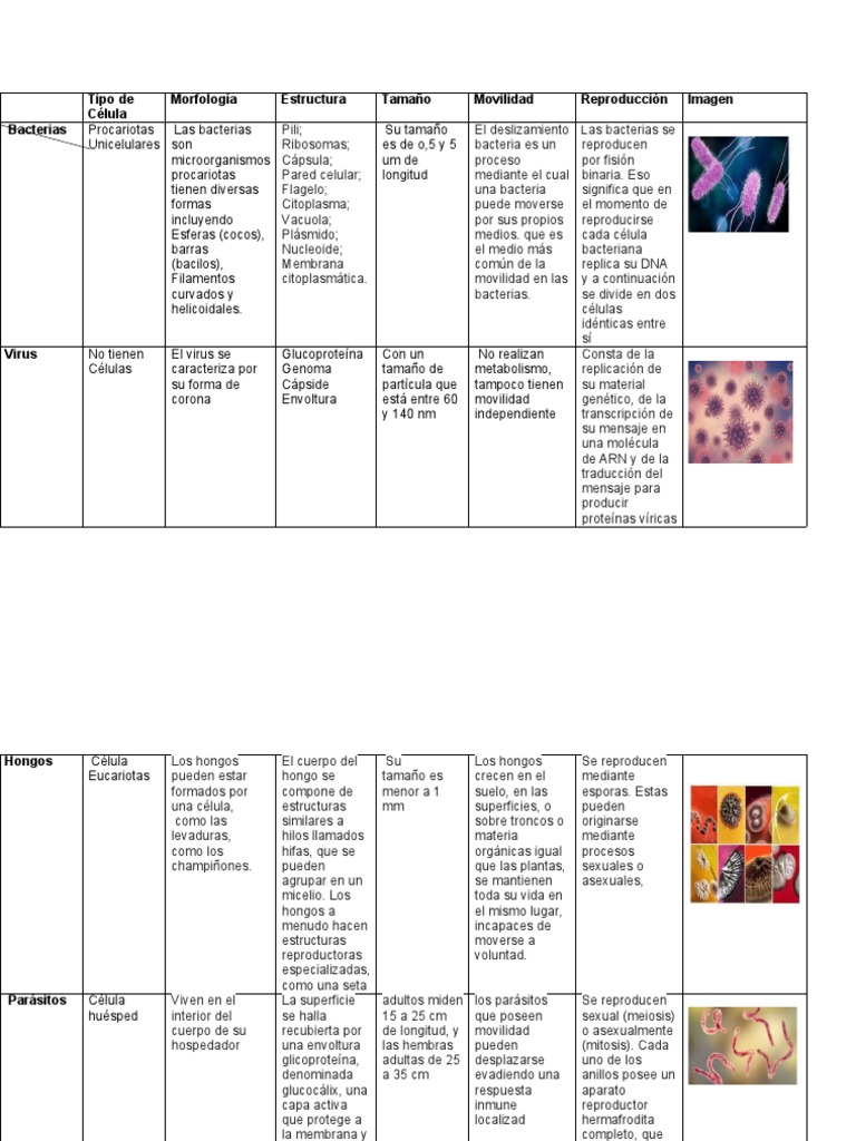 Cuadro Comparativo Microbiologia | PDF | Las bacterias | Biología Celular)