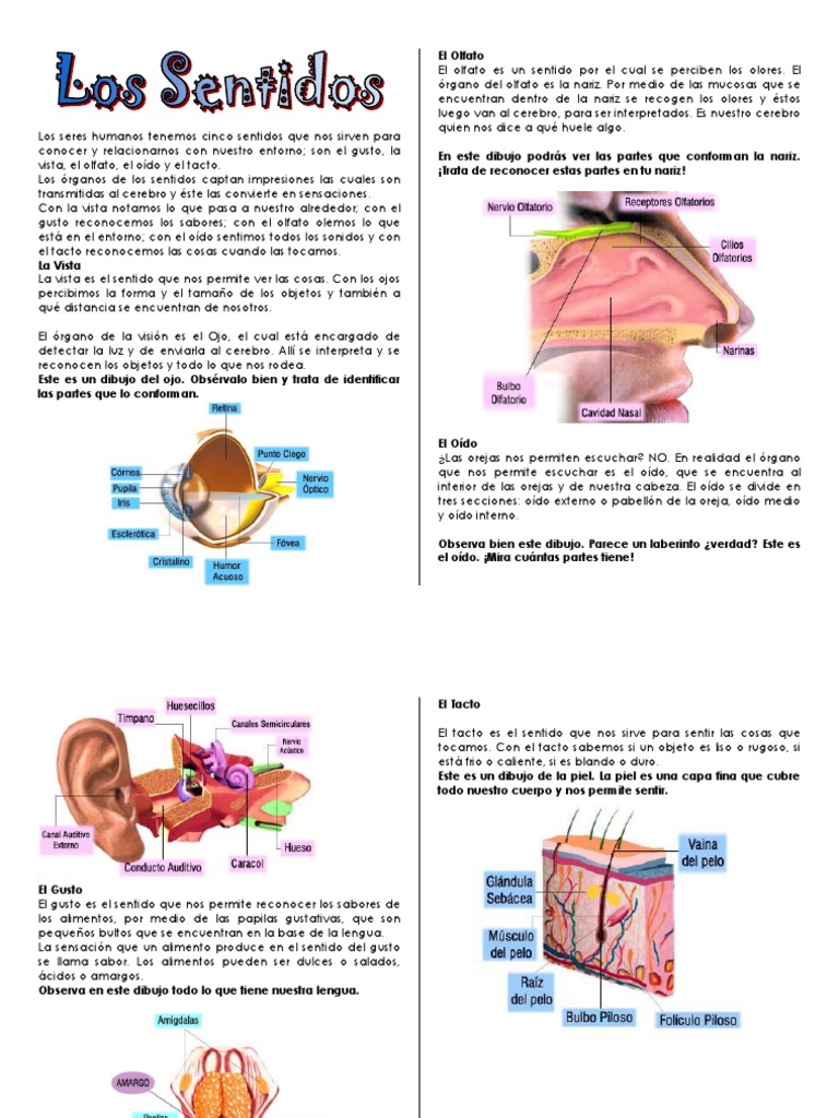 Los Sentidos | PDF | Gusto | Percepción visual