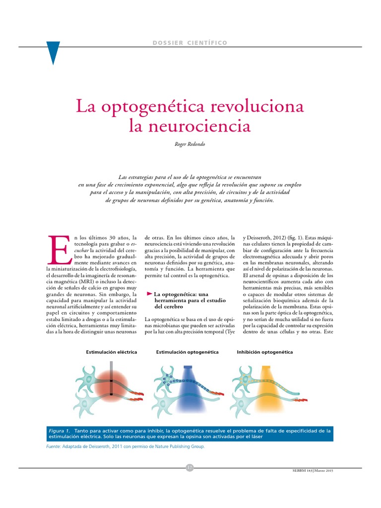 La Optogenetica Revoluciona La Neurociencia 2 | PDF | Neurociencia ...