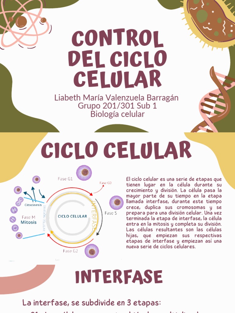 Control Del Ciclo Celular | PDF | Ciclo celular | P53
