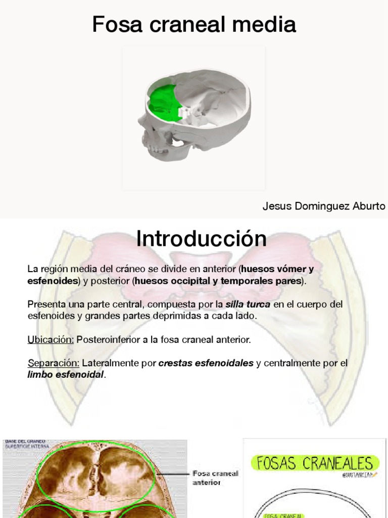 Fosa Craneal Media | PDF | Anatomía humana | Cabeza y cuello humanos