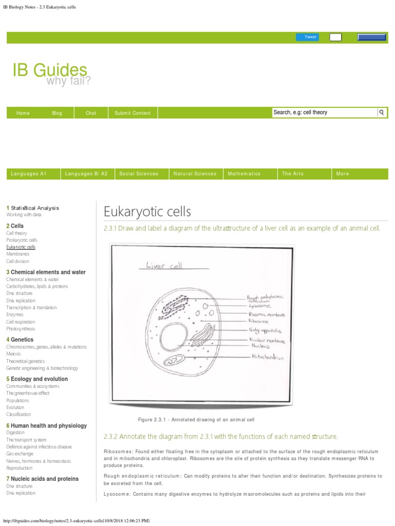 IB Biology Notes - 23 Eukaryotic Cells | PDF | Cell (Biology) | Eukaryotes
