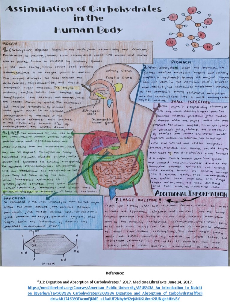 Assimilation of Carbohydrates in The Human Body | PDF