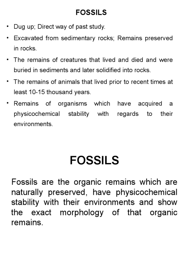 Fossils & Fossilization | PDF | Fossil | Sedimentary Rock