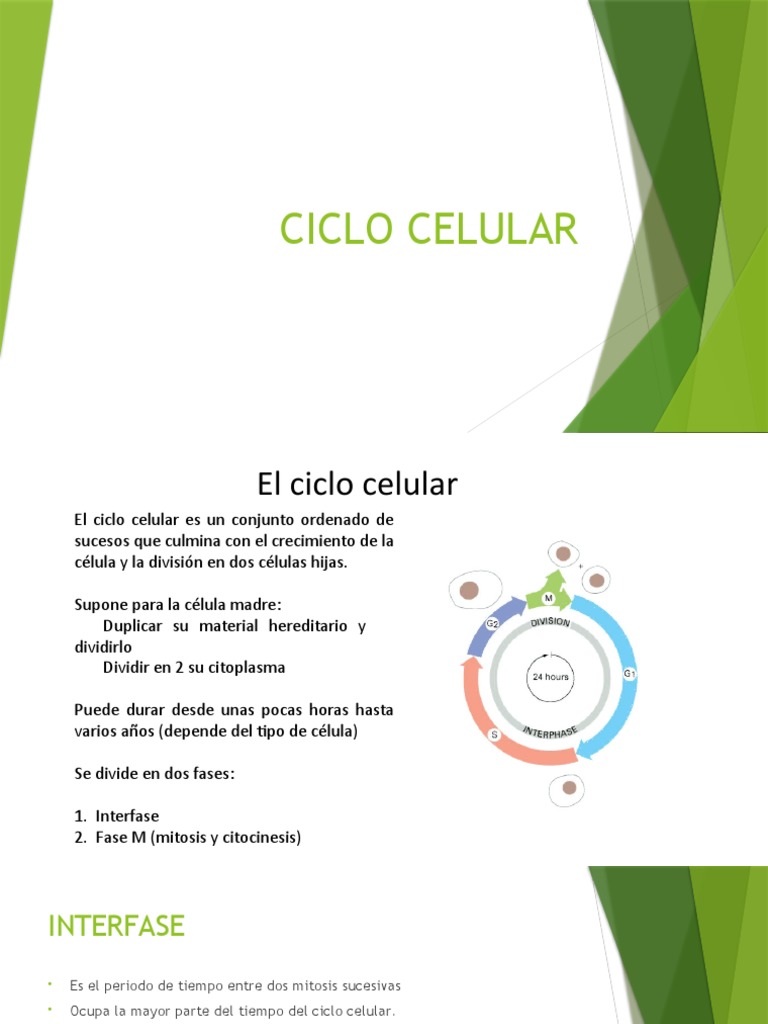 Etapas del Ciclo Celular y División Celular | PDF | Mitosis | Mitosis