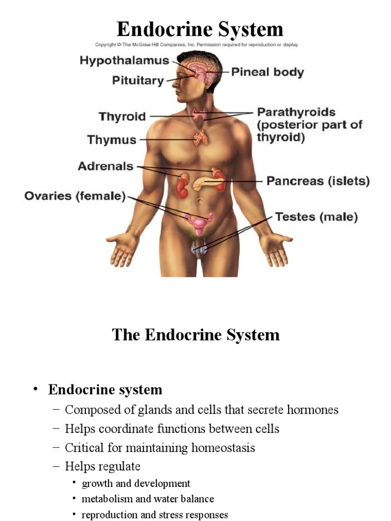 Endocrine System: Hormones and Glands | PDF | Hormone | Endocrine System