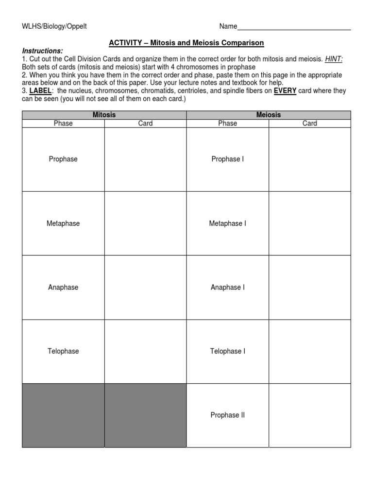 ACTIVITY Mitosis and Meiosis Comparison | PDF