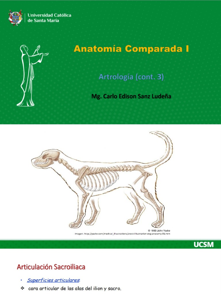 Anatomía Comparada I Clase 9 2022 UCSM | PDF