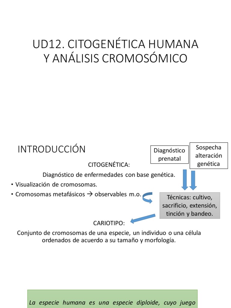 Ud12. Citogenã Tica Humana y Anã Lisis Cromosã Micos | PDF | Cariotipo | Citogenética