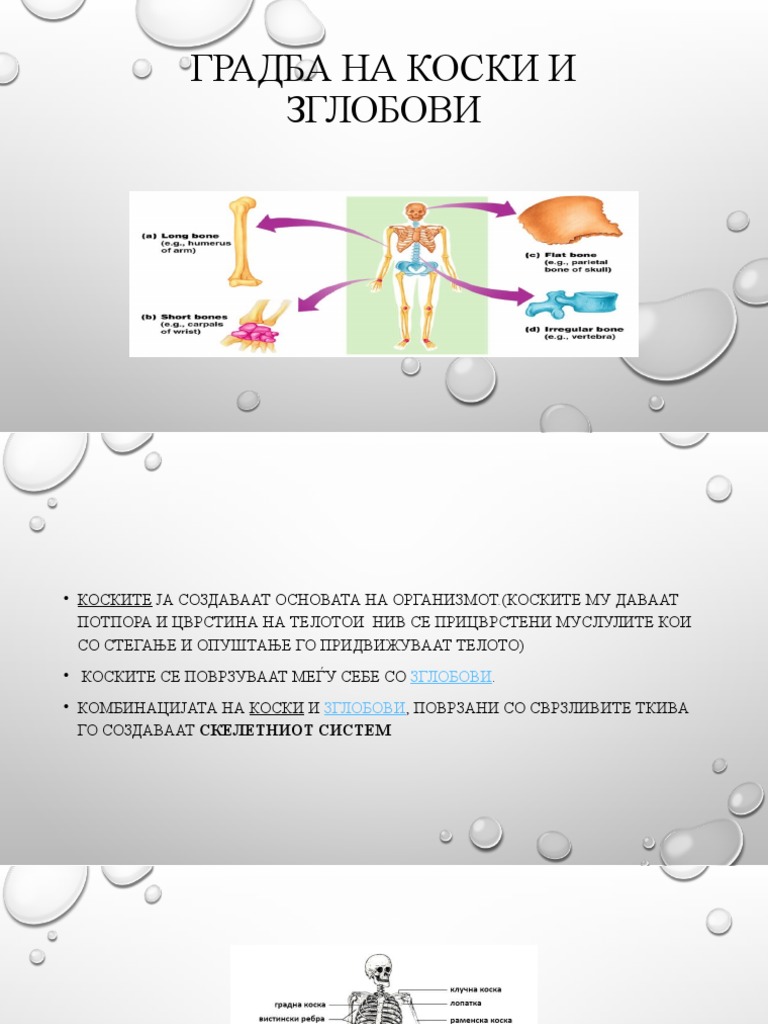 Градба На Коски и Зглобови | PDF