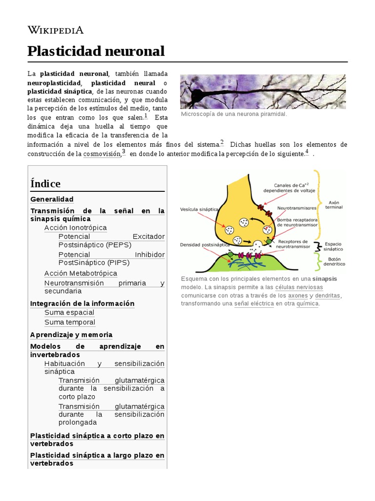 Plasticidad Neuronal | PDF | Sinapsis | Neuroplasticidad