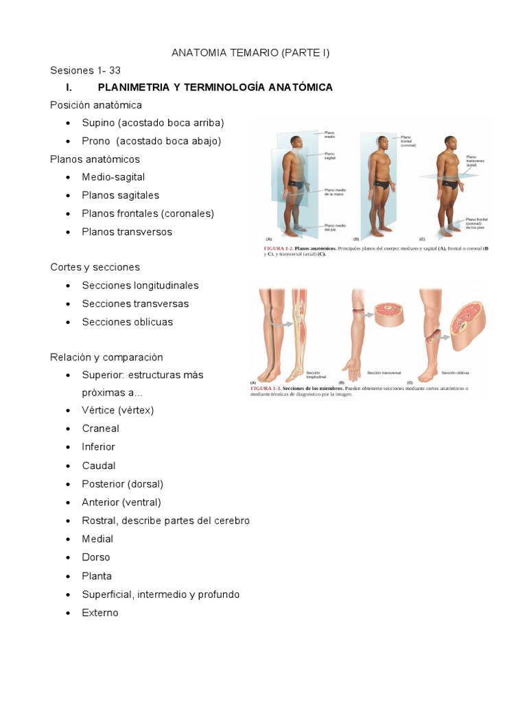 Anatomia Temario Part1 Pdf