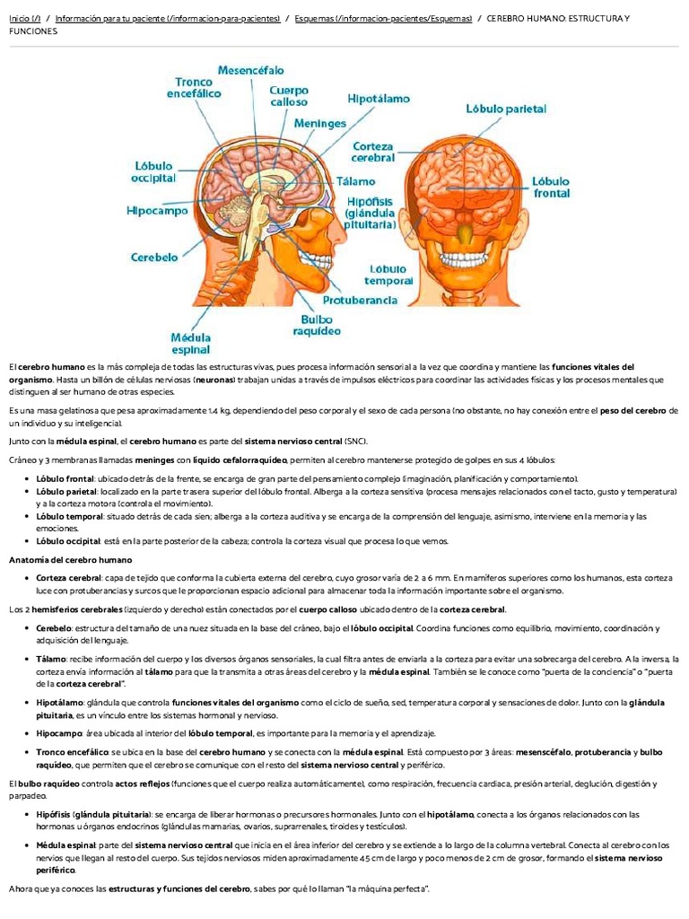 Puertas Dimensionales El Cerebro | PDF | Cerebro | Sistema nervioso central