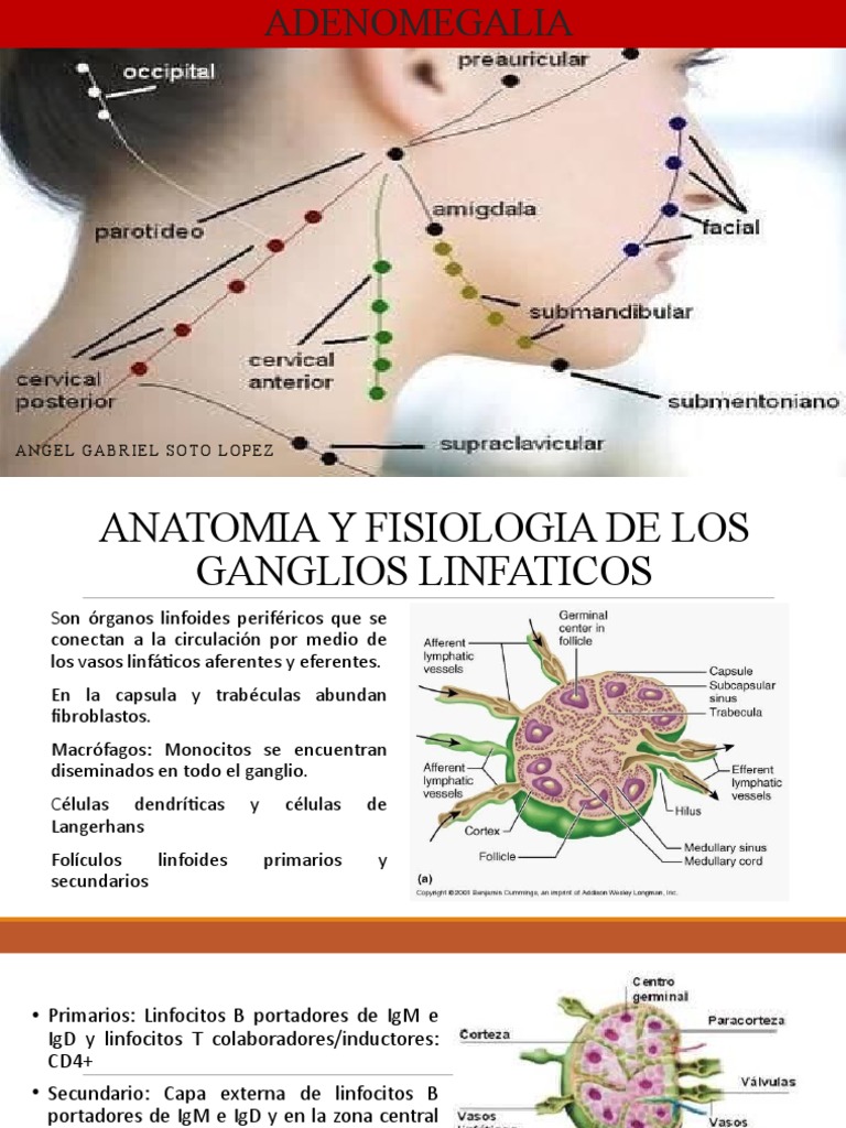 Abordaje Del Paciente Con Adenomegalia | PDF | Ganglio linfático ...