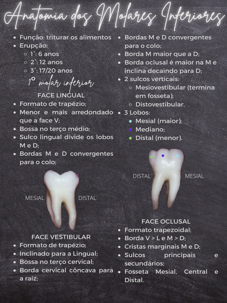 Anatomia Dos Molares | PDF | Anatomia dental | Dente