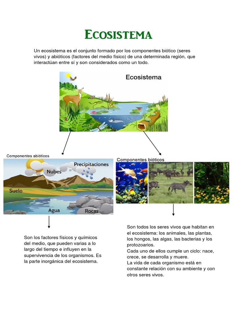 Los componentes y clasificación de los ecosistemas | PDF | Ecosistema ...