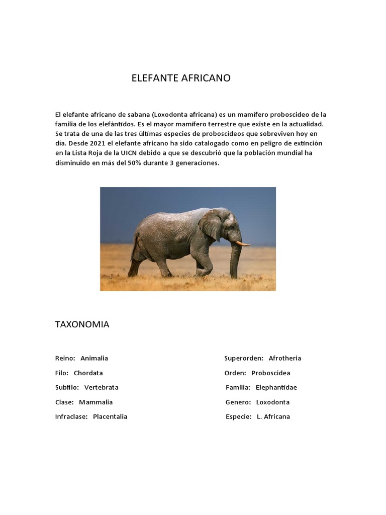 Elefante Africano | PDF | Mamíferos | Organismos