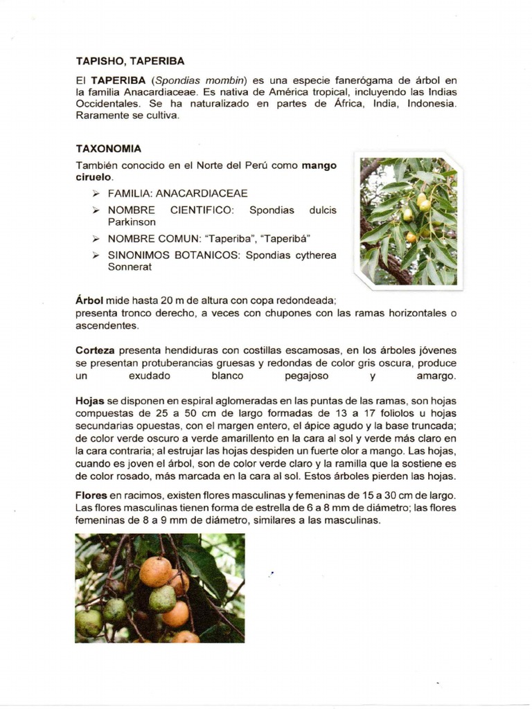 Taperiba - Tapisho | PDF