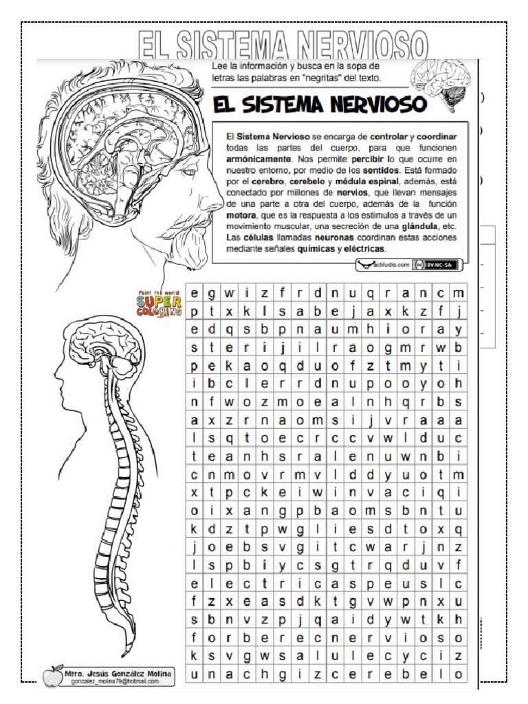 Sistema Nervioso Actividad Word | PDF