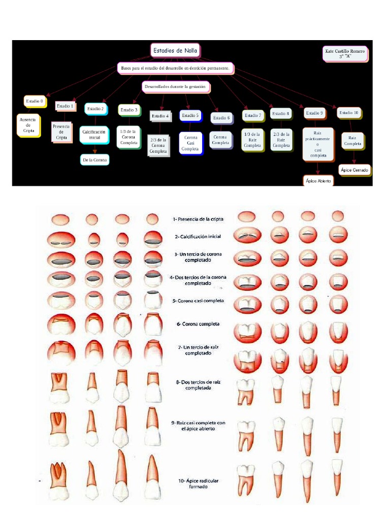 Estadios de Nolla | PDF