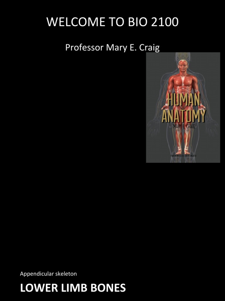 Biology Human Anatomy Study Guide | PDF | Foot | Pelvis