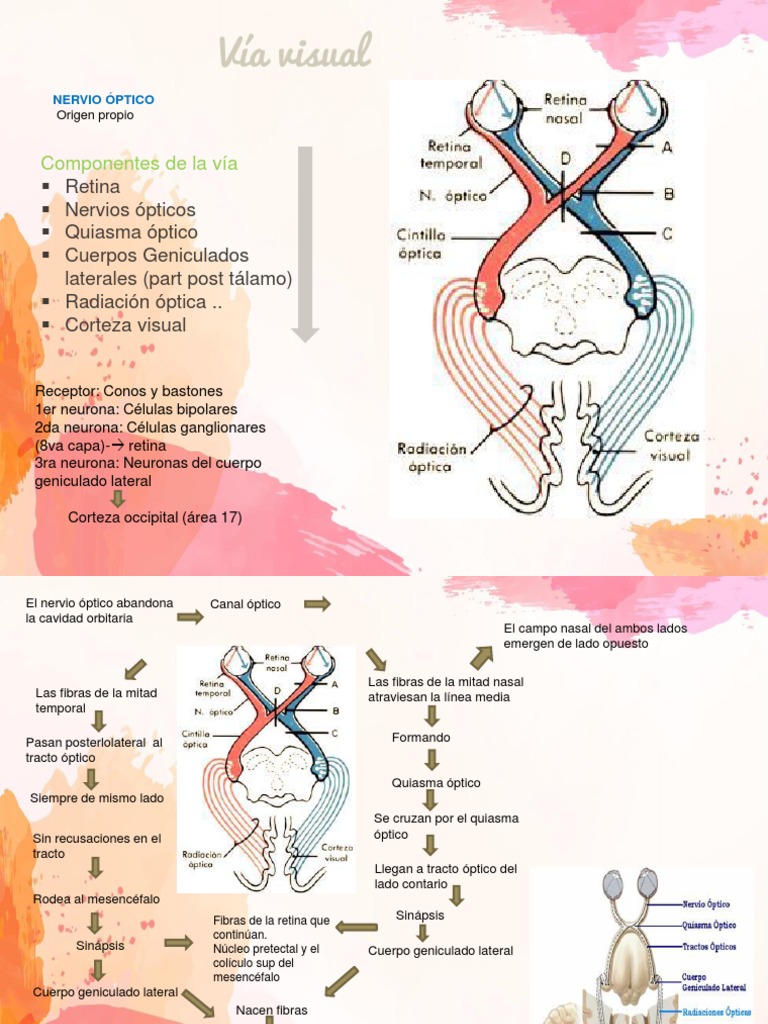 Via Visual | PDF | Diabetes | Enfermedades y trastornos