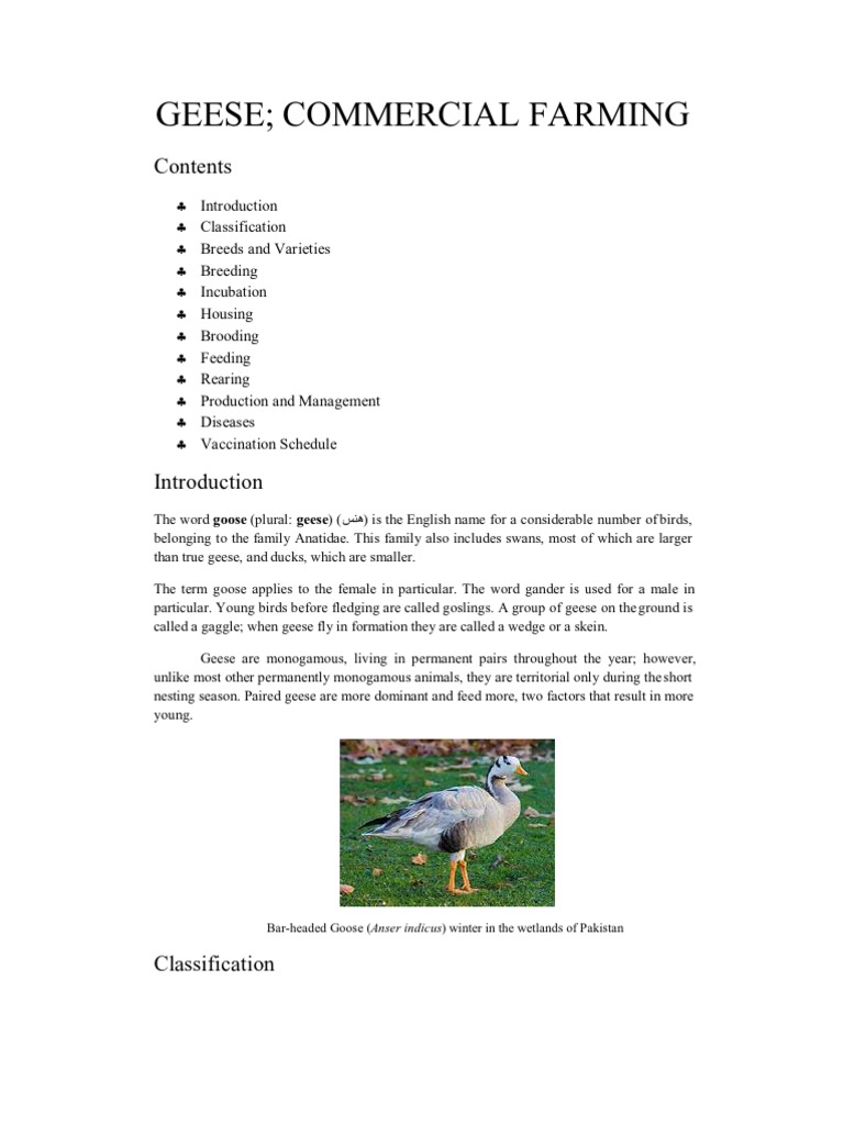 Geese Commercial Farming | PDF | Chicken | Infection