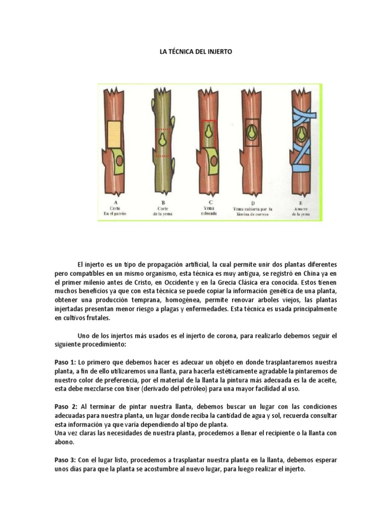 Guía paso a paso para realizar el injerto de corona en plantas | PDF ...