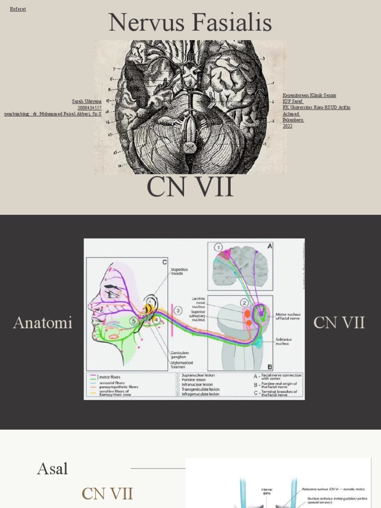 Nervus Fasialis | PDF