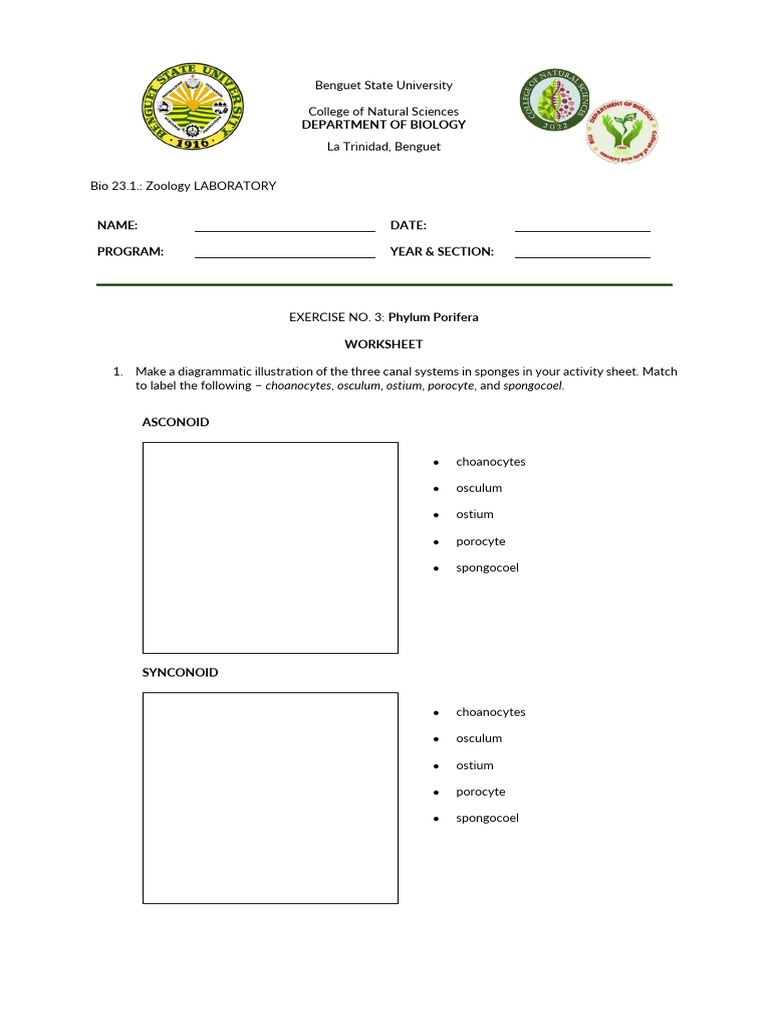 Phylum Porifera | PDF | Sponge | Aquatic Animals